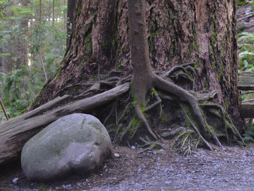 What causes incel anger? – Love Not Anger